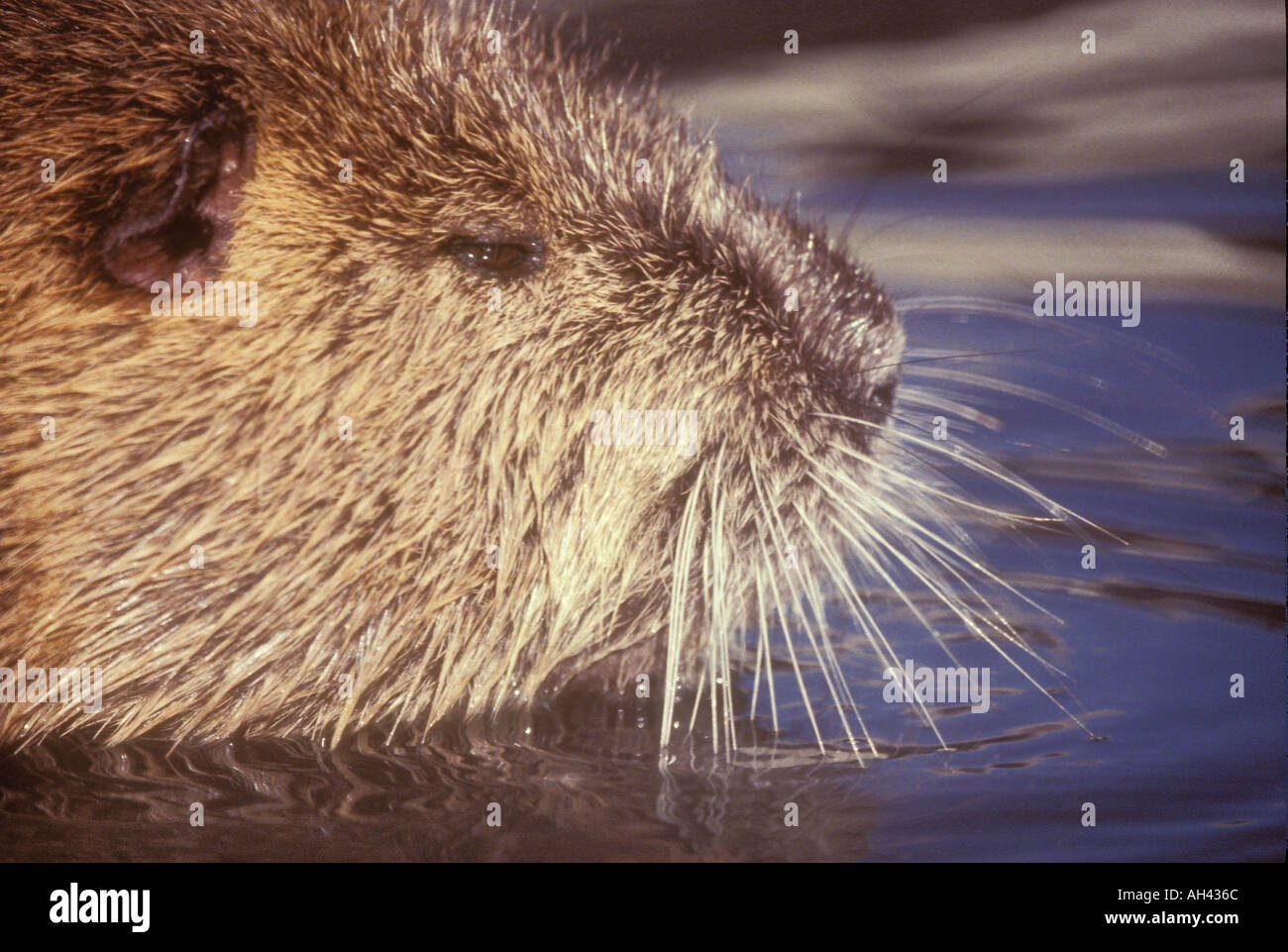 Coypu or Nutria Myocaster coypus UK Stock Photo - Alamy