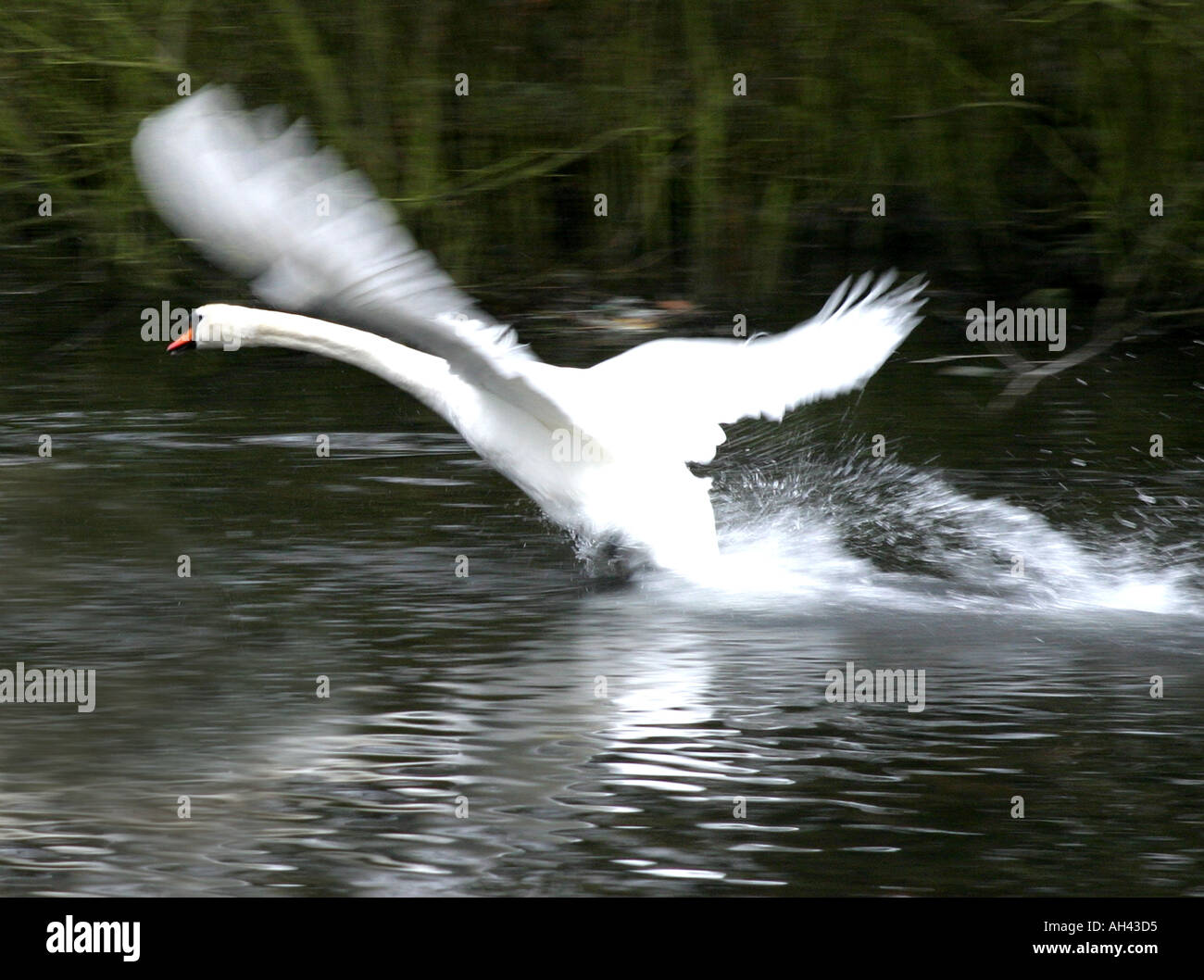 Swan flying away hi-res stock photography and images - Alamy