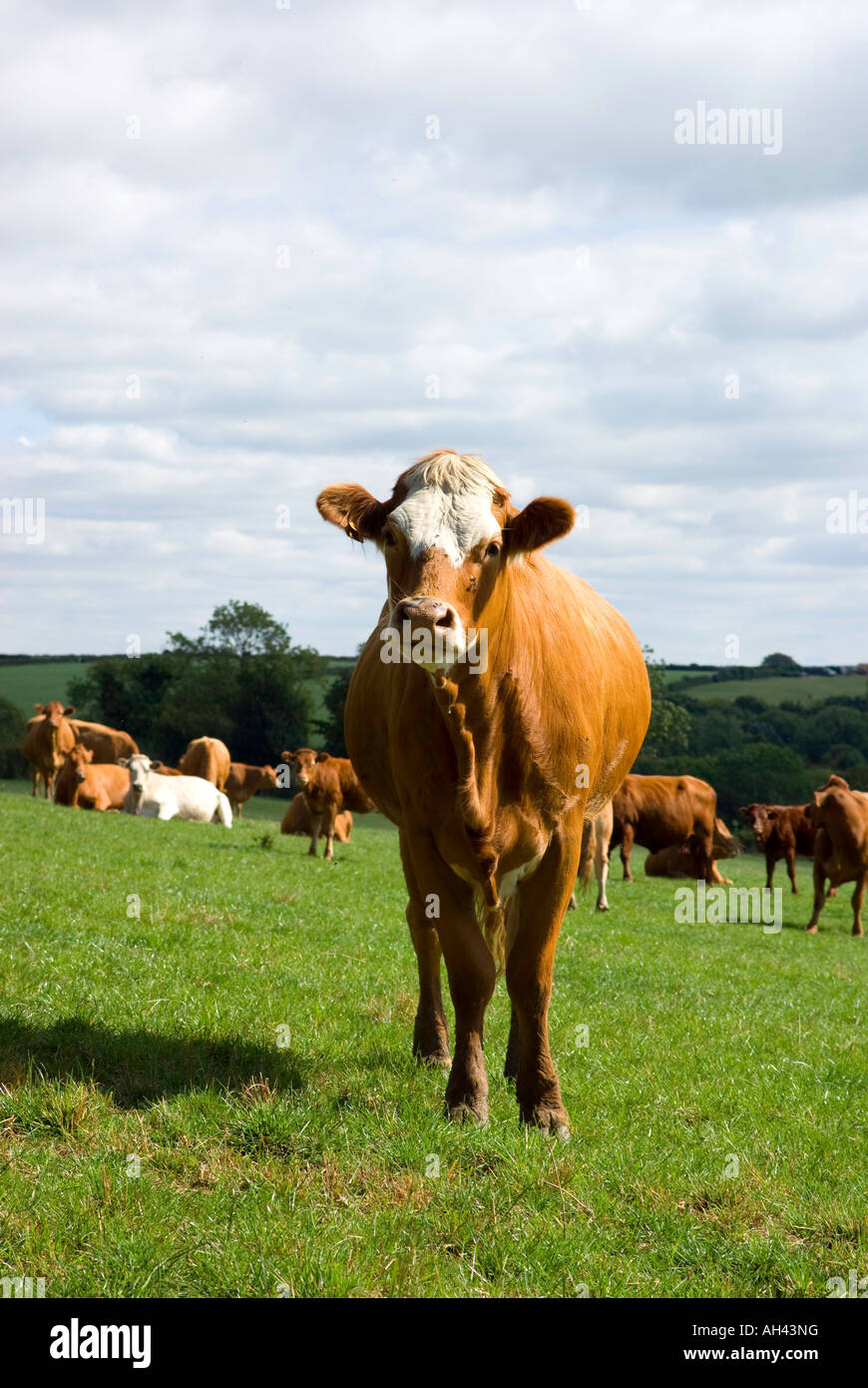 Flies buzzing food hi-res stock photography and images - Alamy