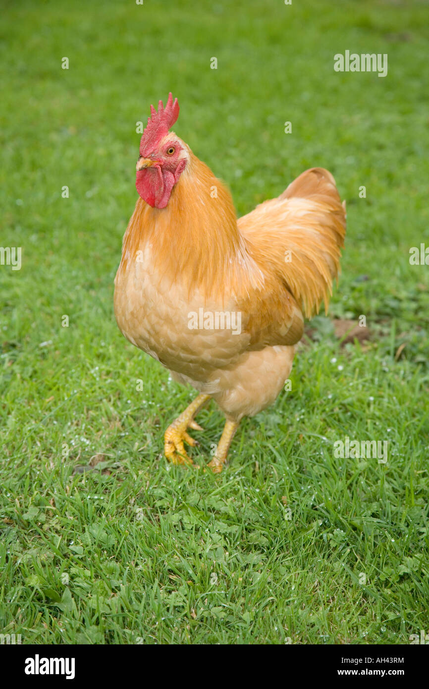 Free range chicken hi-res stock photography and images - Alamy