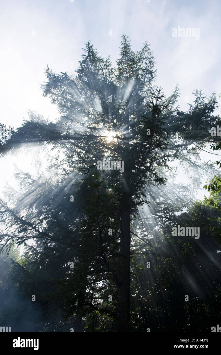 LIGHT SHINING THROUGH FIR TREES IN MIST Stock Photo - Alamy