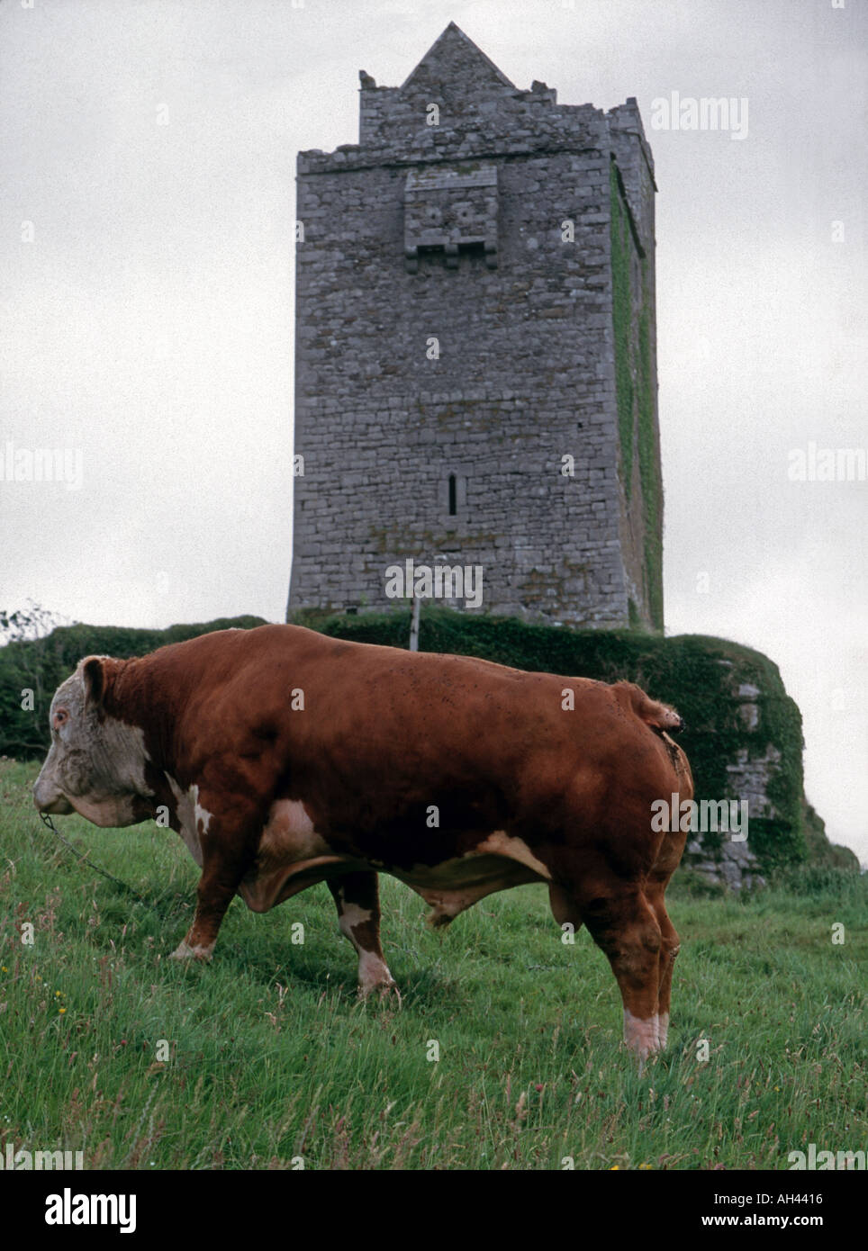 A large brown bull tethered to the turf in front of an old stone tower ...