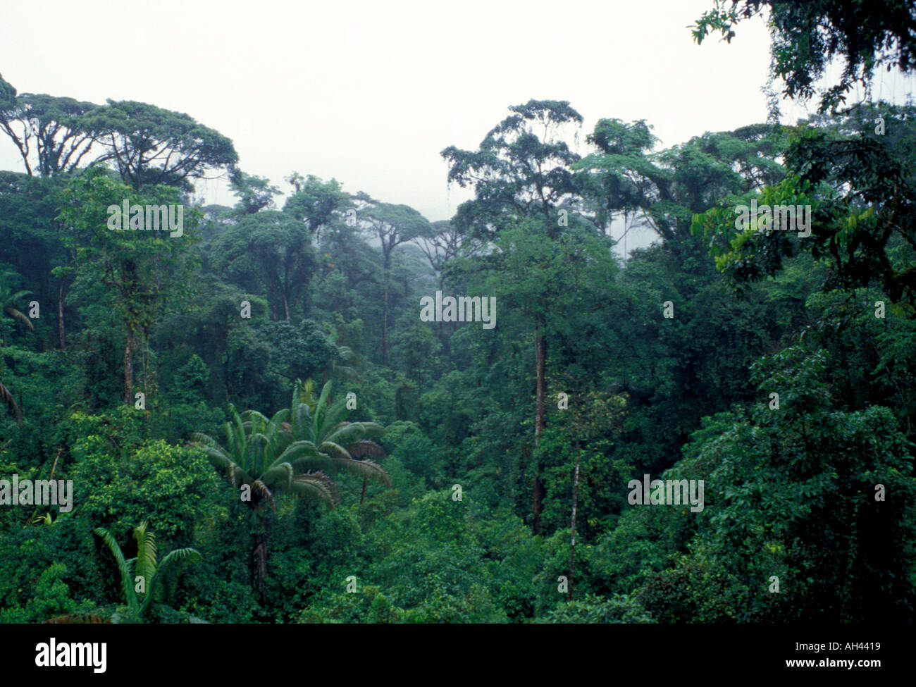 The Canopy of the Costa Rica Rainforest, Braulio Carrillo National Park ...