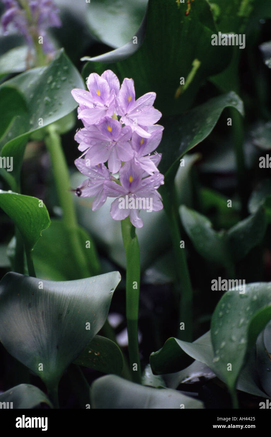Water Hyacinth, Eichhornia Crassipes, Pontederiaceae, Costa Rica Stock ...