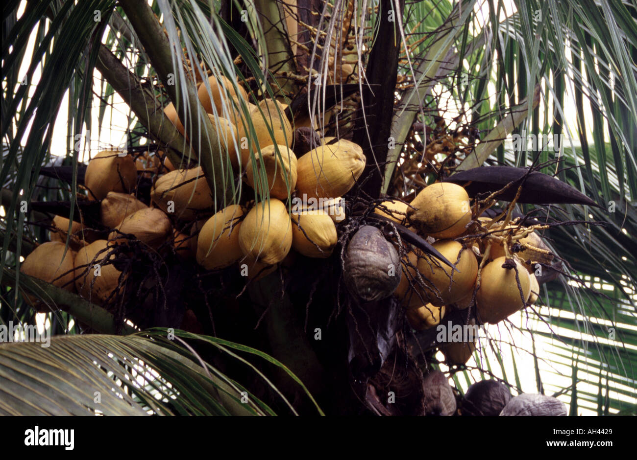 Coconut Palm Cocos nucifera Costa Rica Stock Photo - Alamy