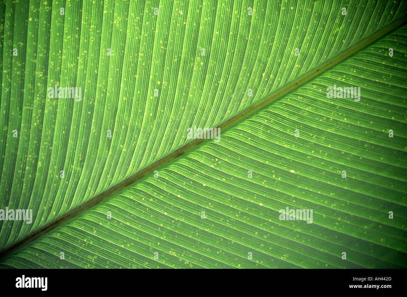 Central leaf hi-res stock photography and images - Alamy