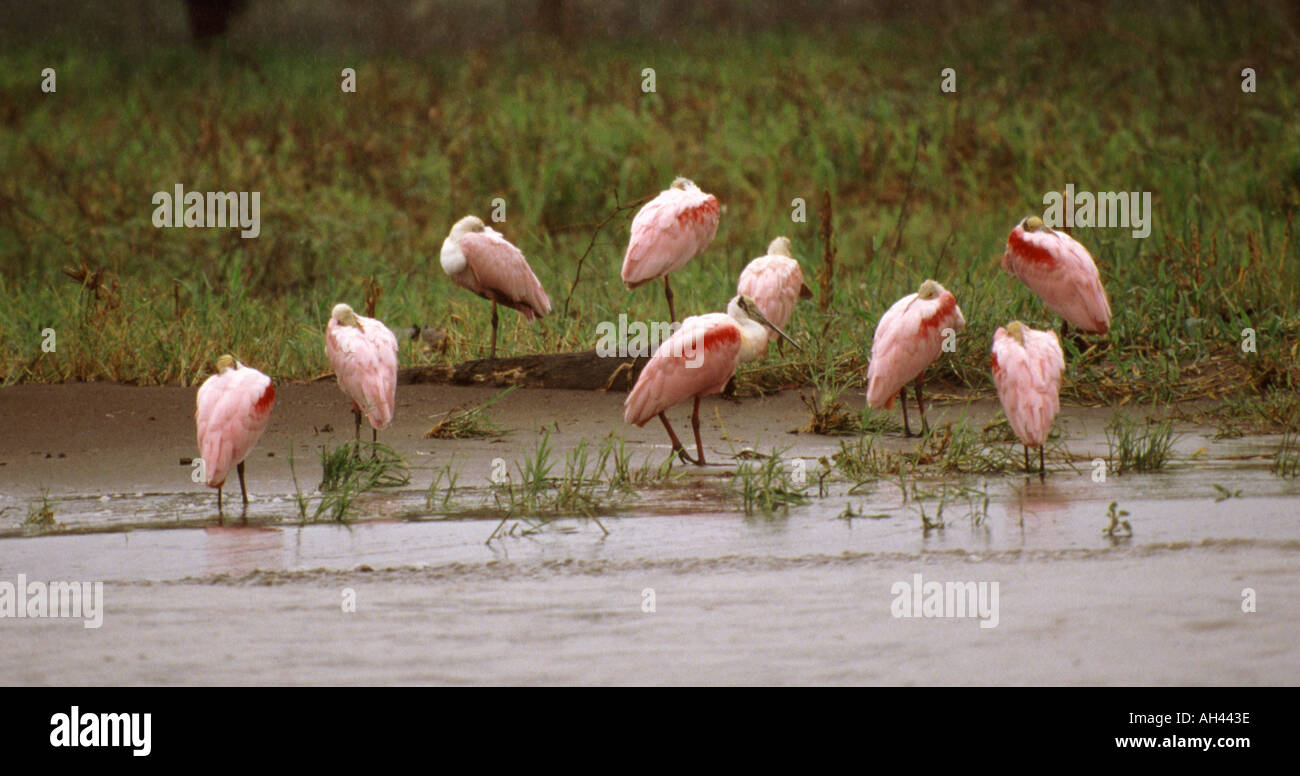Roseate Spoonbills, Ajaia ajaja, Costa Rica, Central America Stock ...