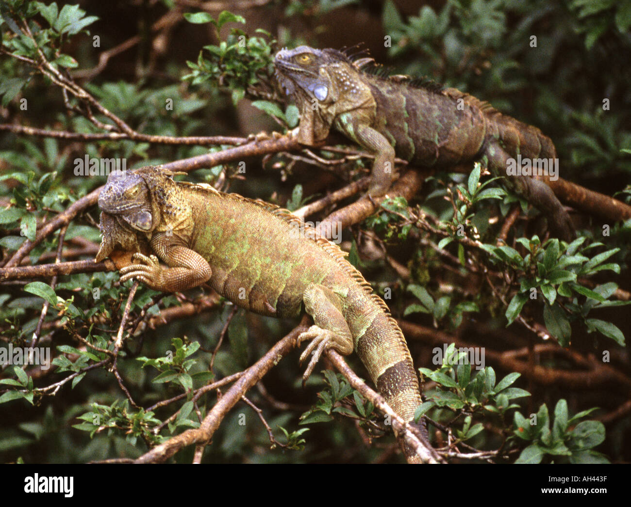 Green Iguanas Sitting in Trees, Iguana iguana, Iguanidae, Costa Rica ...