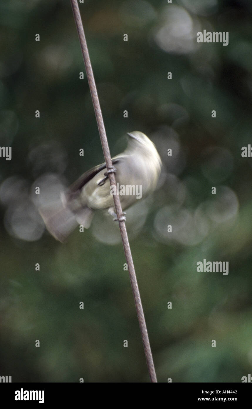 Spinning bird hi-res stock photography and images - Alamy