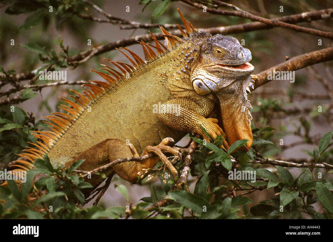 Large Male Green Iguana, Iguana iguana, Iguanidae, Costa Rica, Central ...