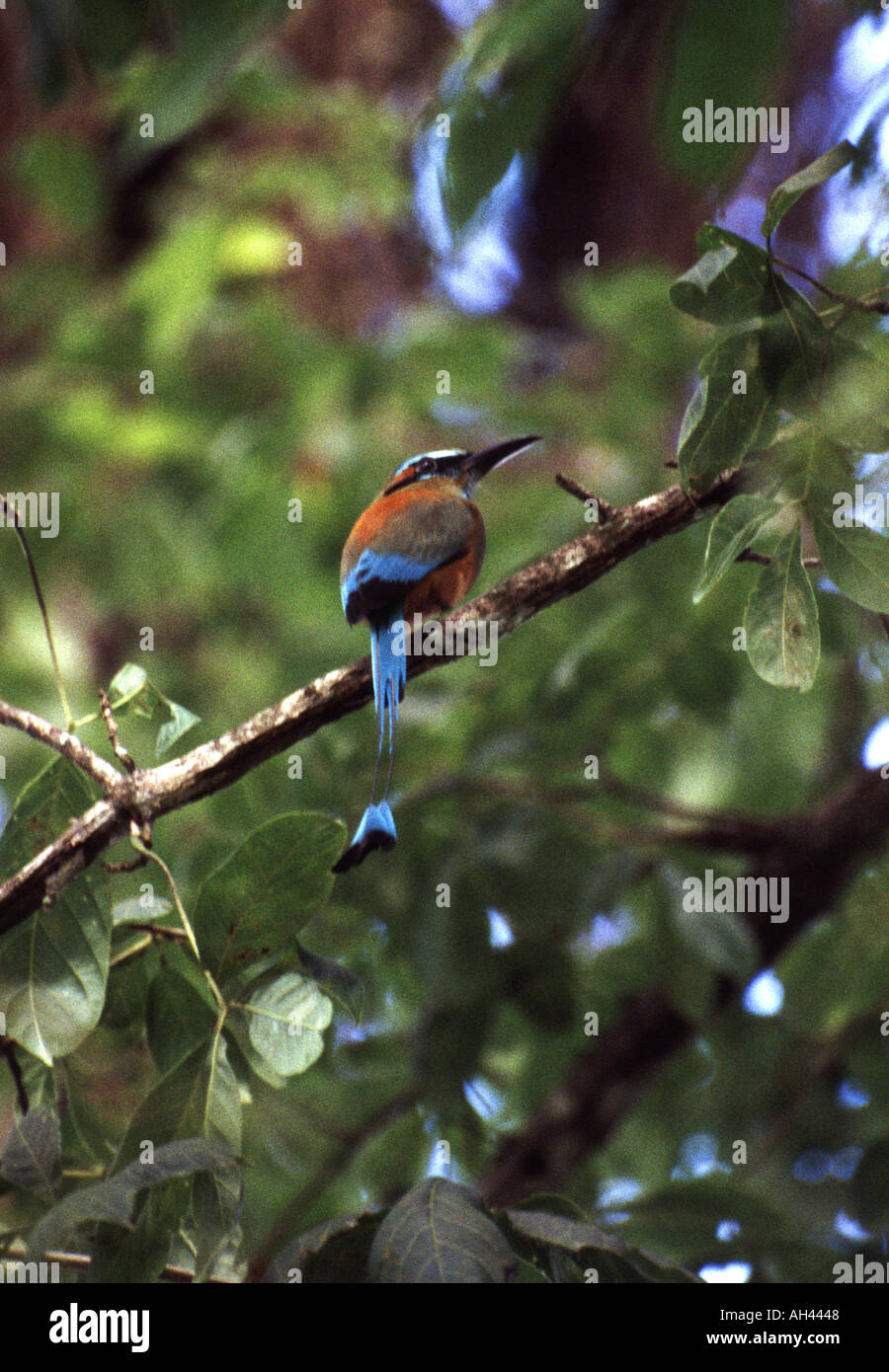 Turquoise-browed Motmot, Eumomota superciliosa, Momotidae Stock Photo ...