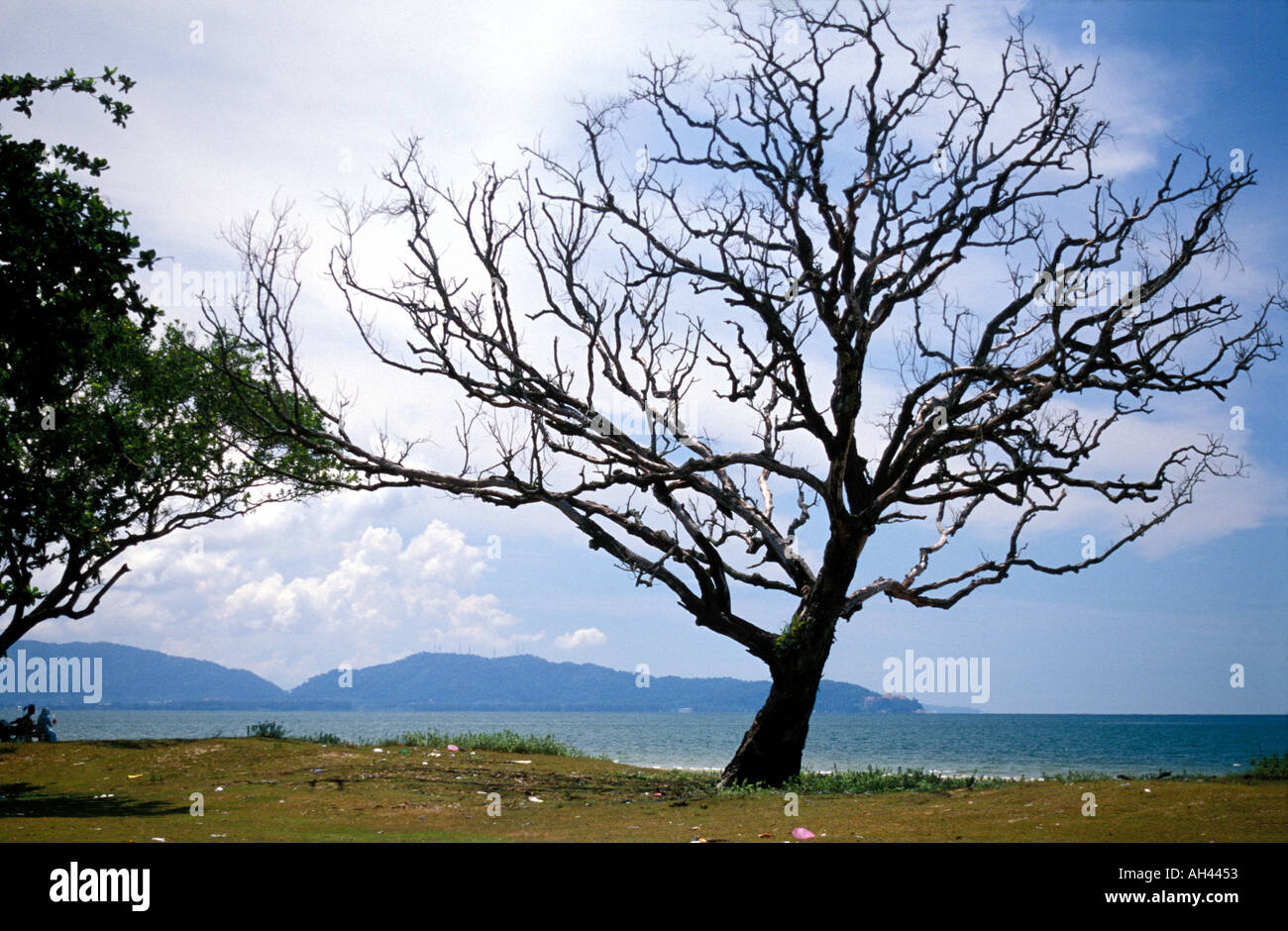 Leafless burnt tree hi-res stock photography and images - Alamy