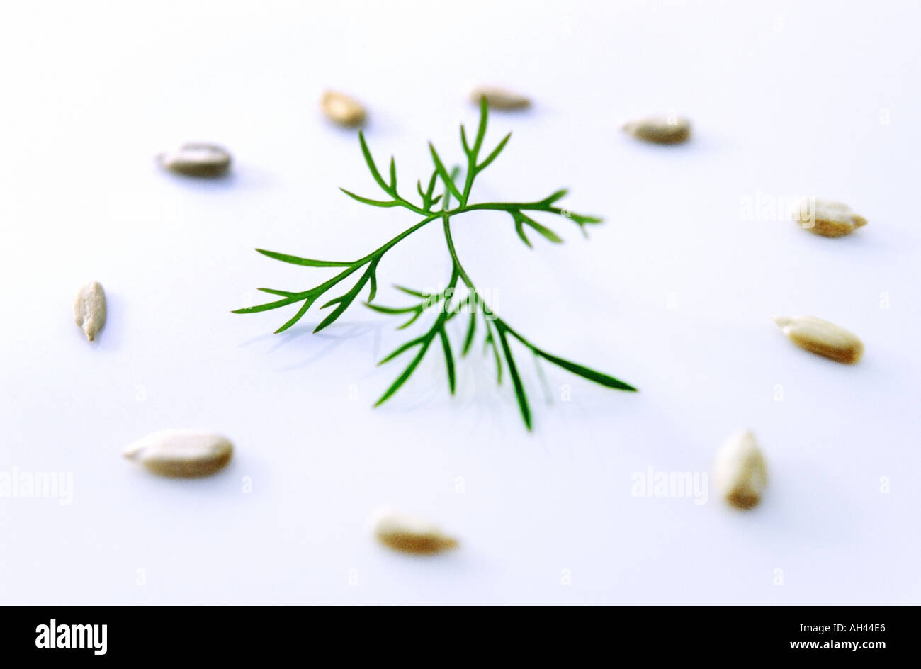 Garnish of green herb and seeds around it on white background close up ...