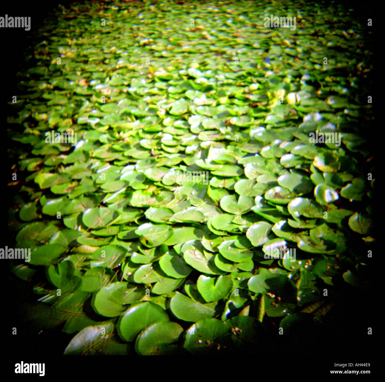 Green lily leaves carpet the water surface of a swampy garden pond ...