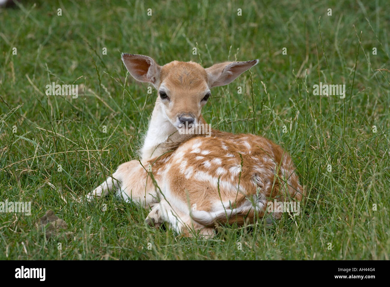 Pretty young female fallow hi-res stock photography and images - Alamy