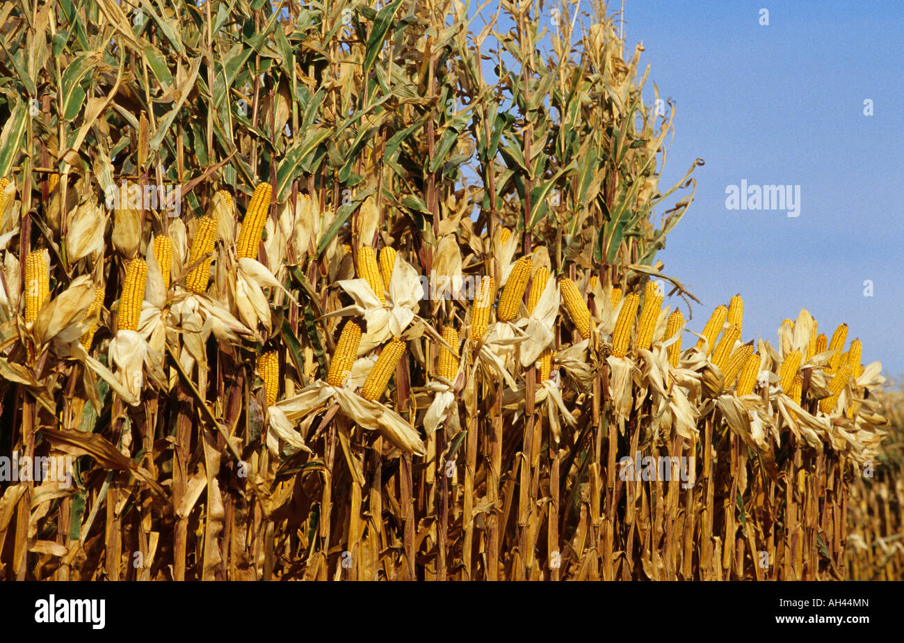 HUSKED FIELD CORN DISPLAY AT HARVEST TIME. S.E. MINNESOTA NEAR HASTINGS ...