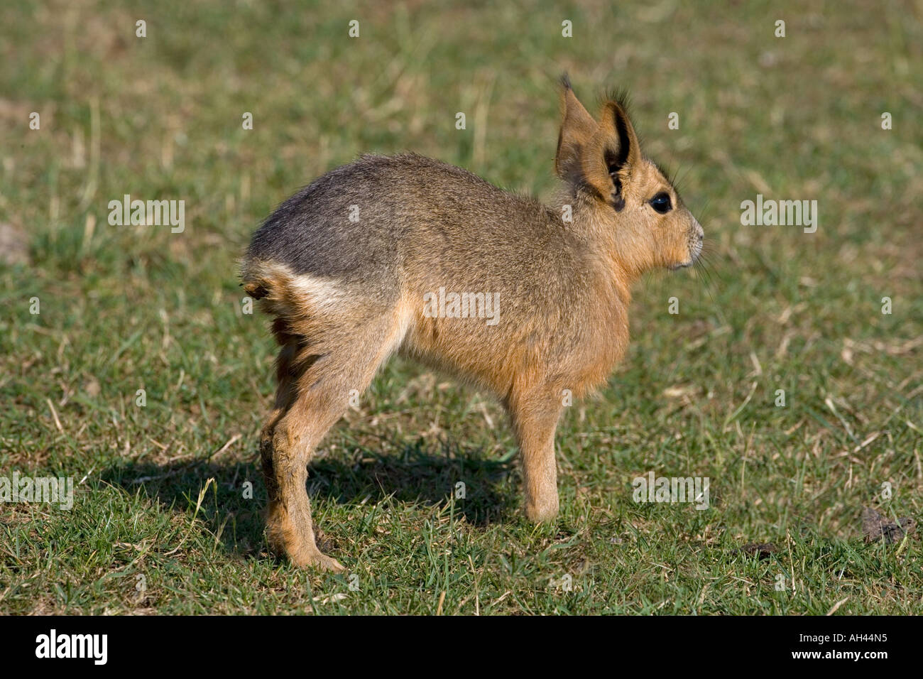 Patagonian rabbit hi-res stock photography and images - Alamy