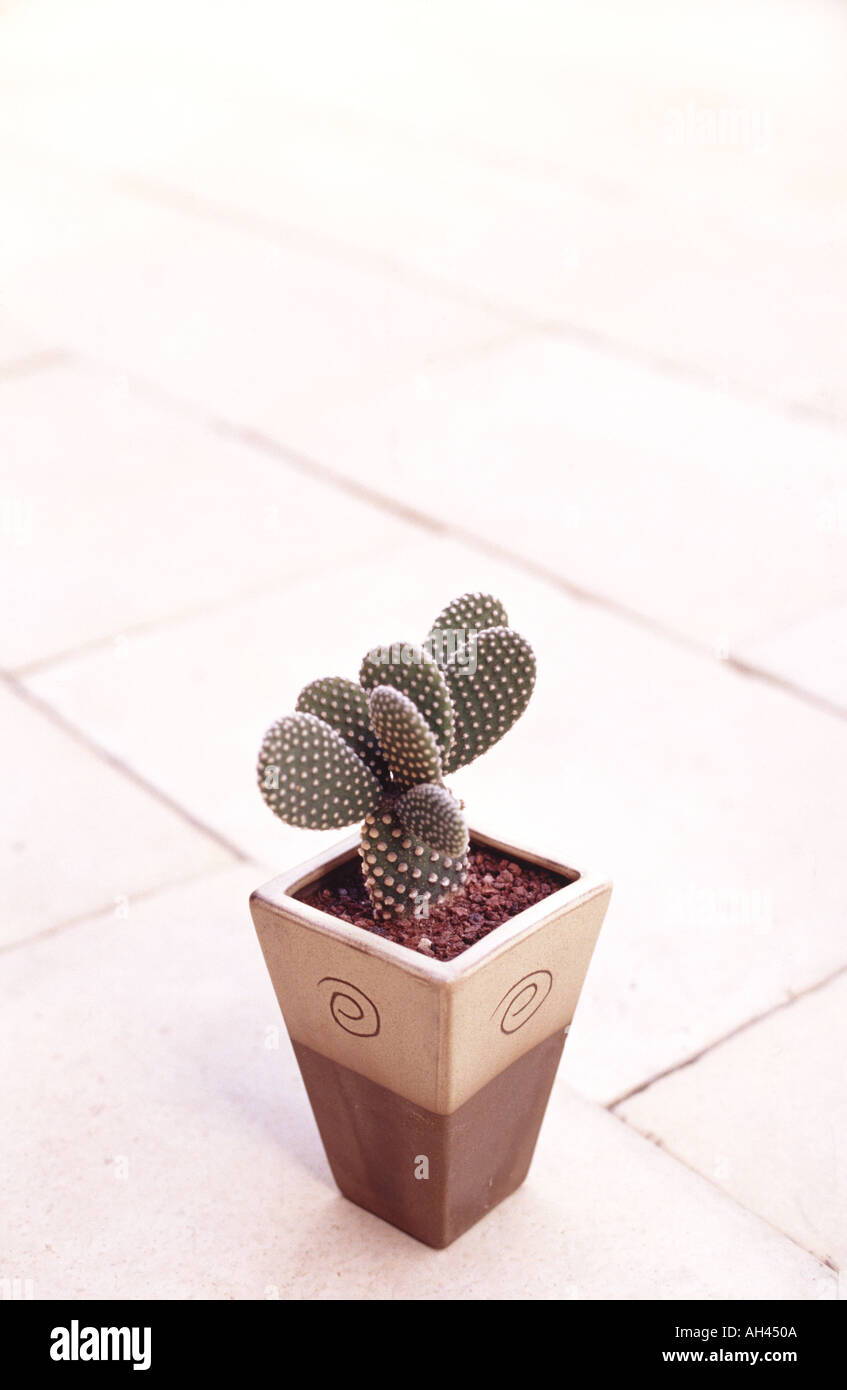 A cactus in a square plant pot on sandstone Greek tiles Stock Photo - Alamy