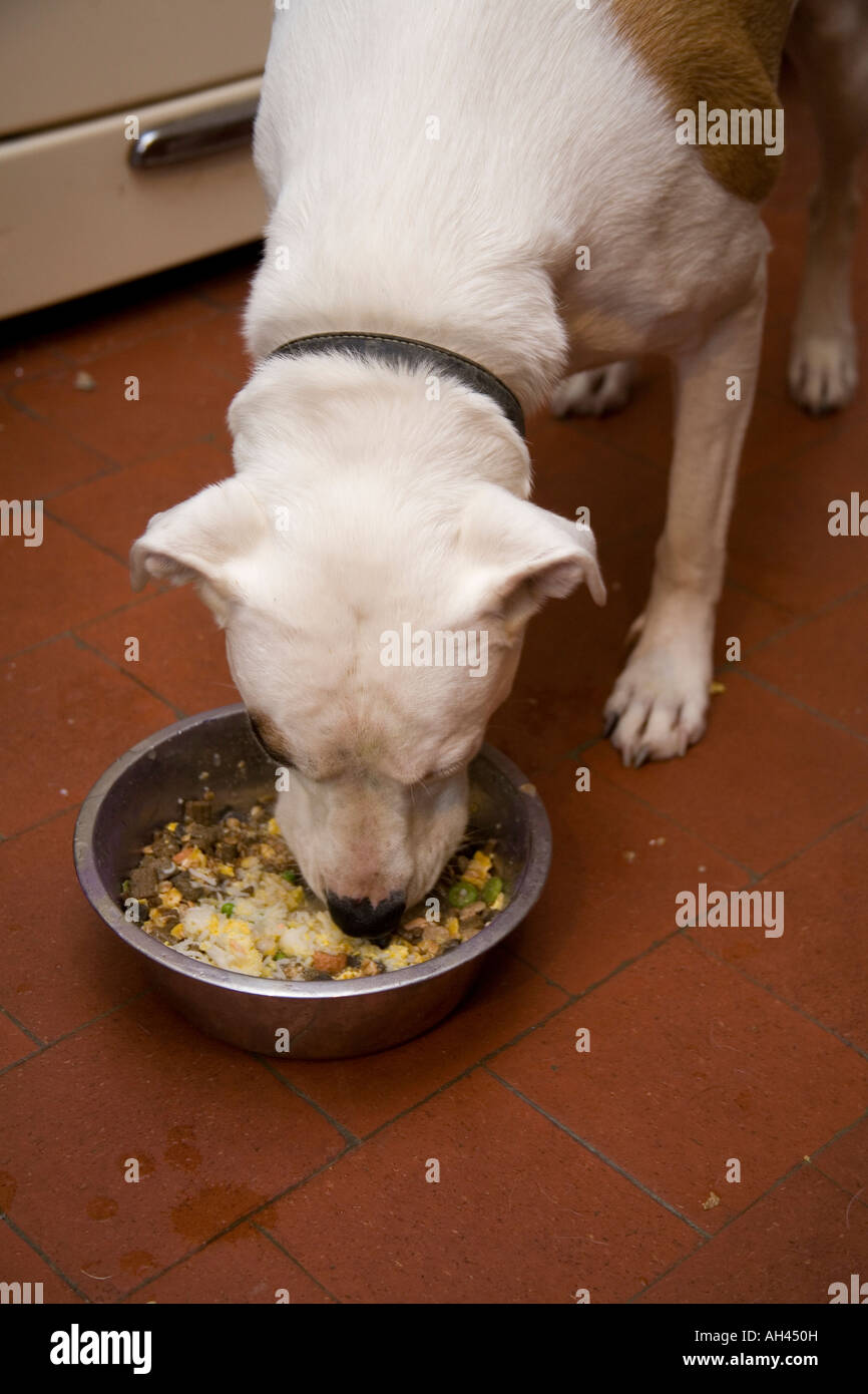 Dog eating hi-res stock photography and images - Alamy