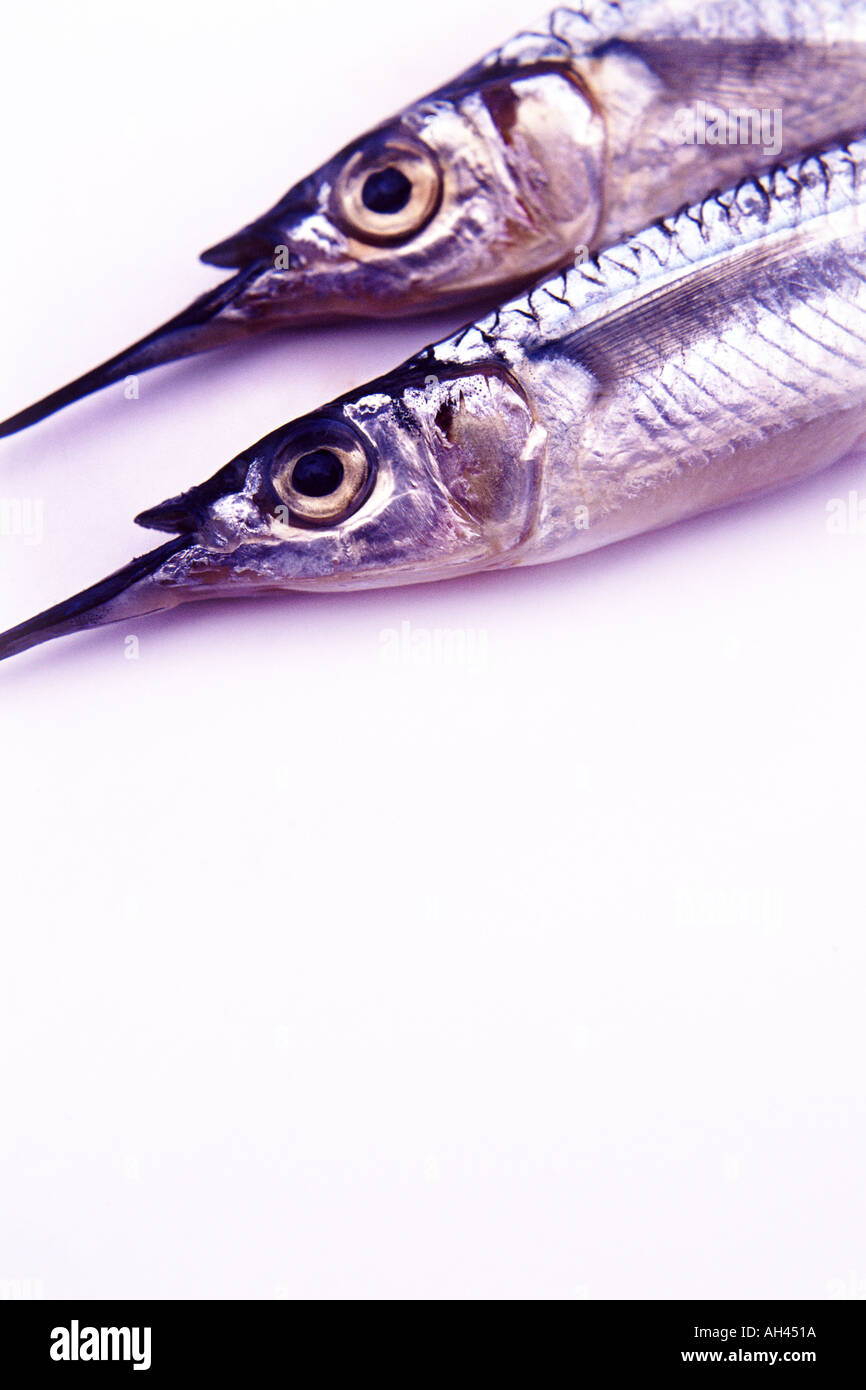 Close up of two Garfish fish heads diagonally on white background Stock ...