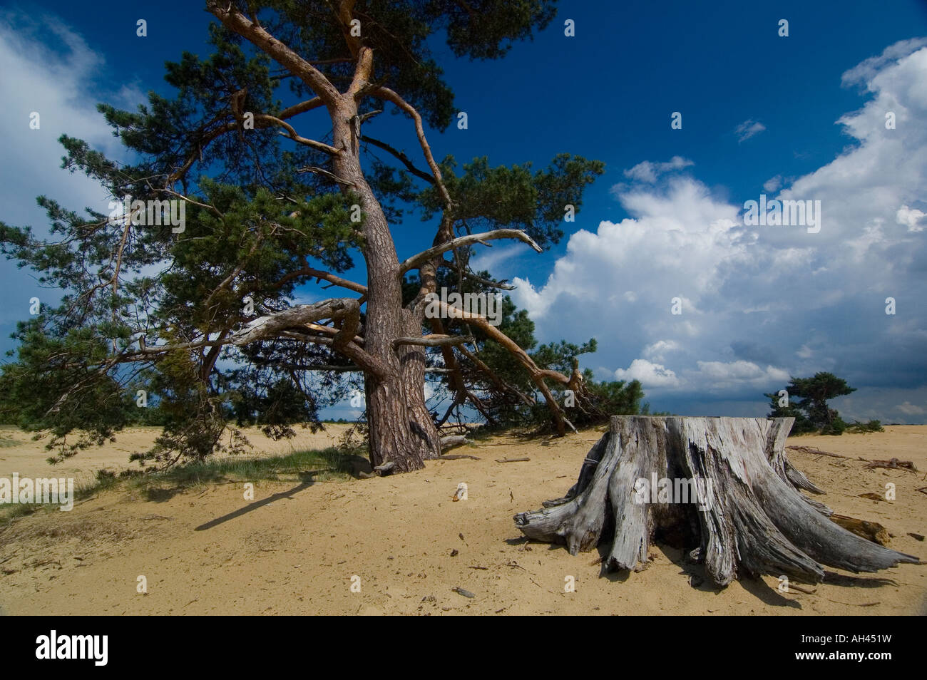 Dead and live trees in sand in Hoge Veluwe National Park, The ...