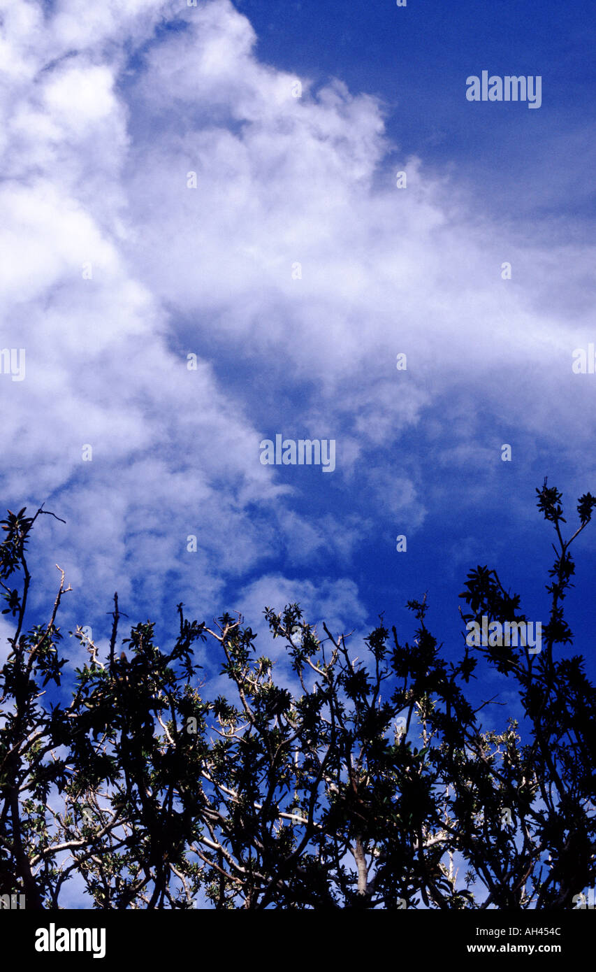 Jagged tree branches hi-res stock photography and images - Alamy
