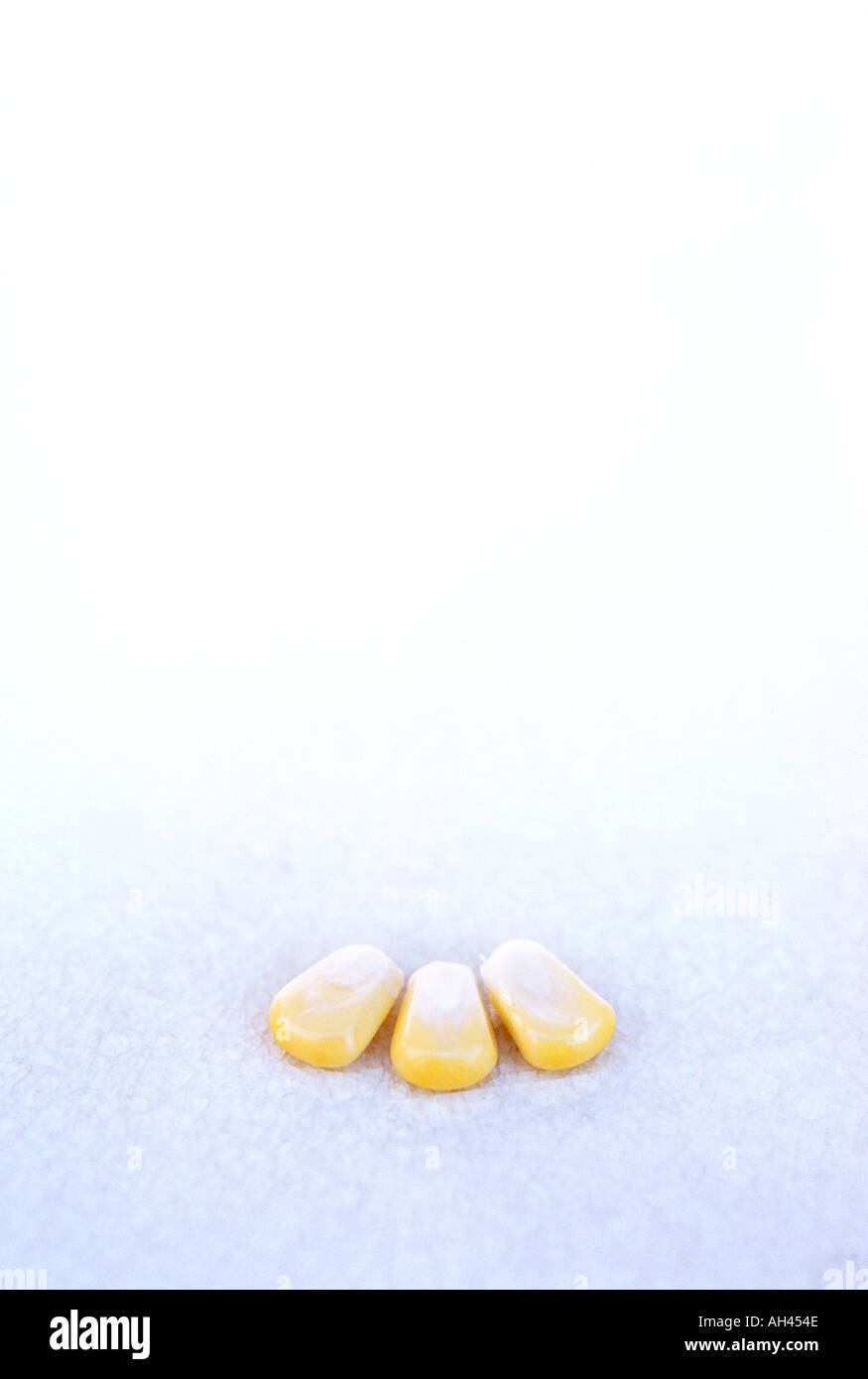 Three corn granules laid out in a fan shape on a lacquered plate ...