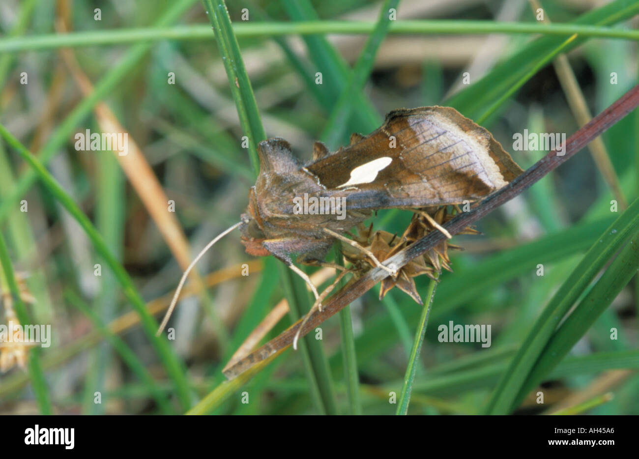 Gold spangle moth hi-res stock photography and images - Alamy