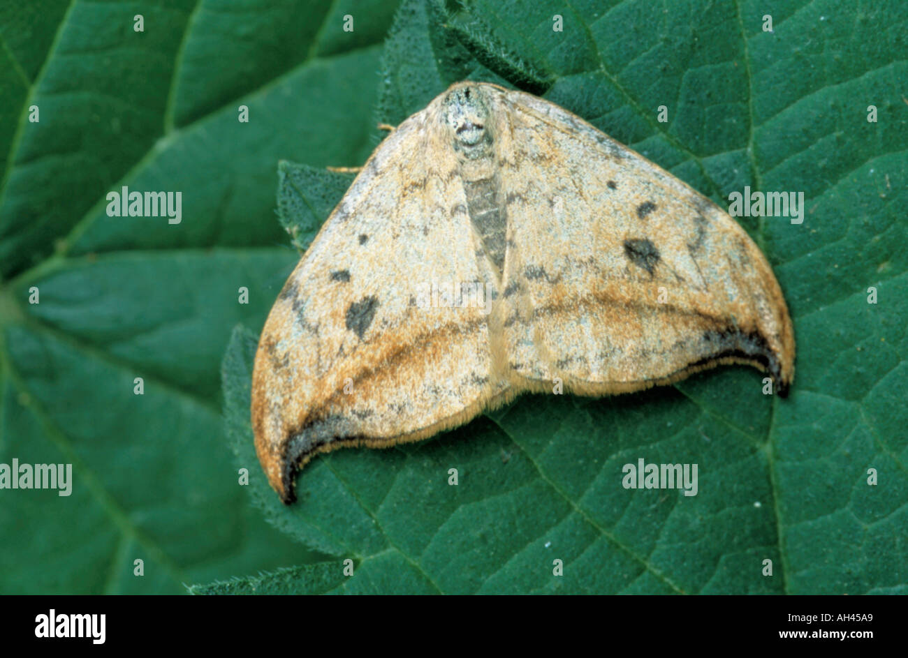 Pebble hook tip moth (Drepana falcataria Stock Photo - Alamy