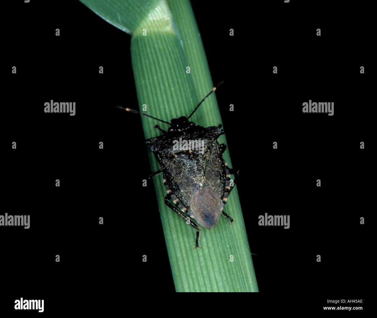 Shield bug at their natural habitat hi-res stock photography and images ...