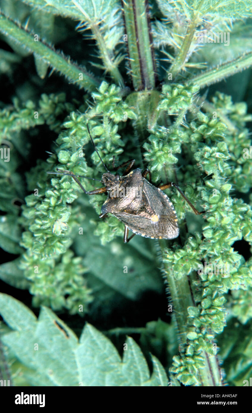 Shield bug at their natural habitat hi-res stock photography and images ...