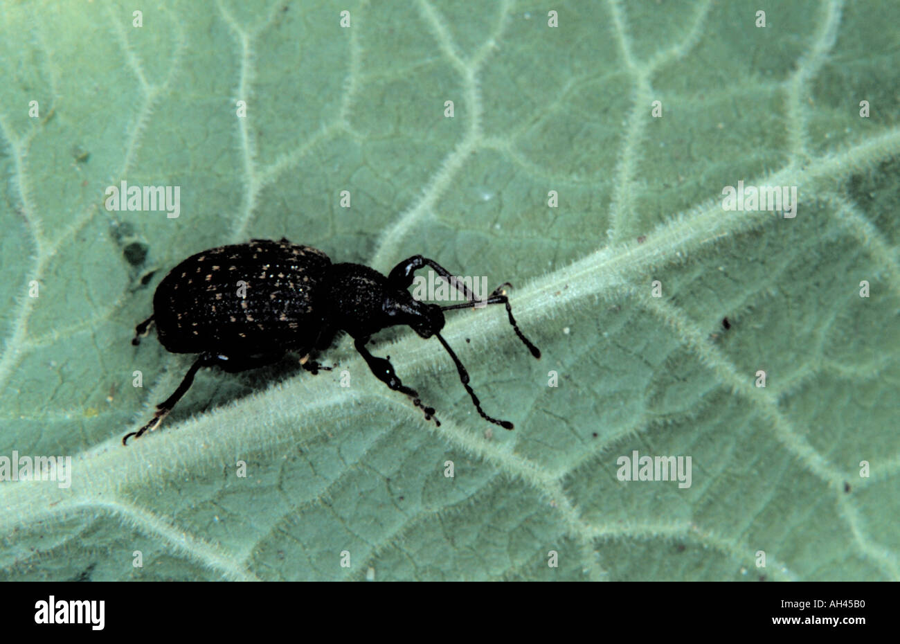 Weevil antenna legs black hi-res stock photography and images - Alamy