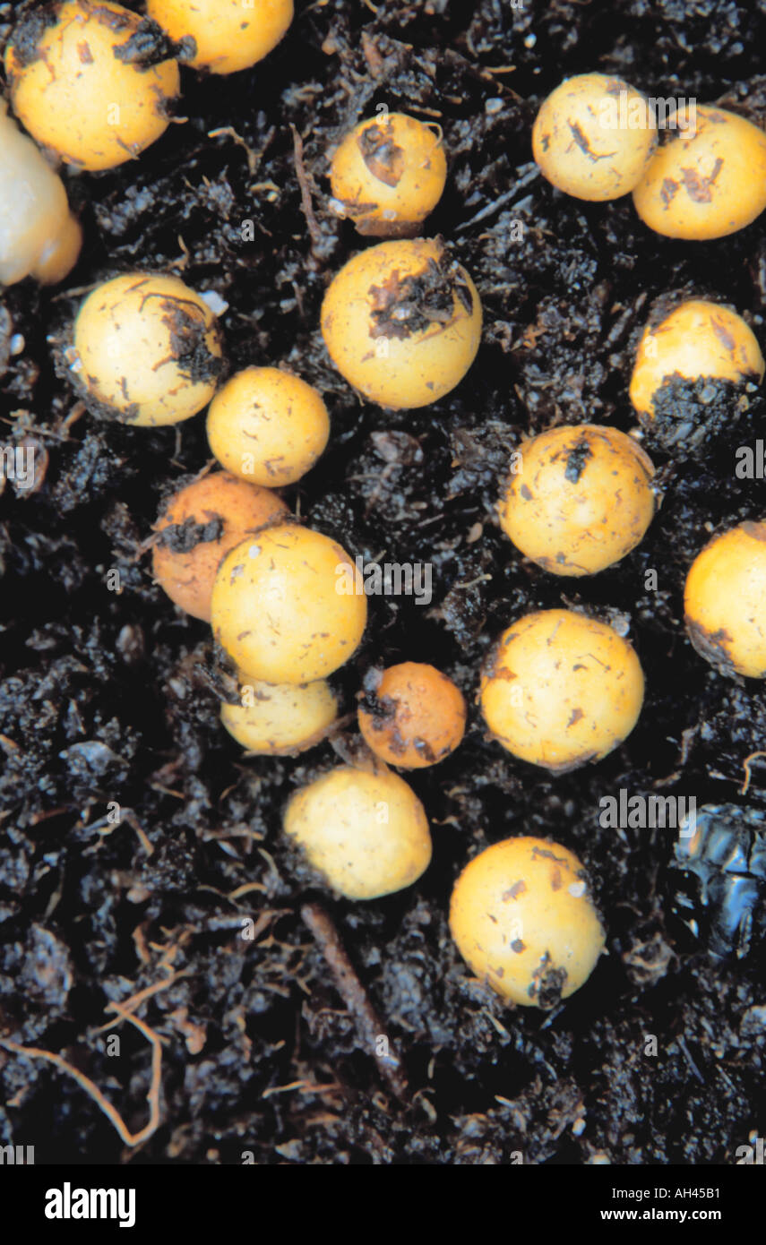 Weevil eggs hi-res stock photography and images - Alamy