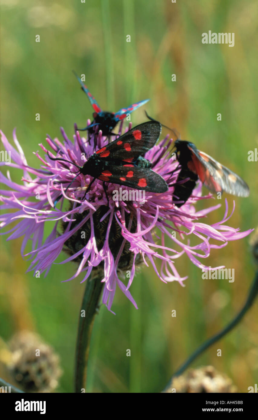 Six spot burnet moths (Zygaena filipendulae) on Knapweed (Centaurea ...