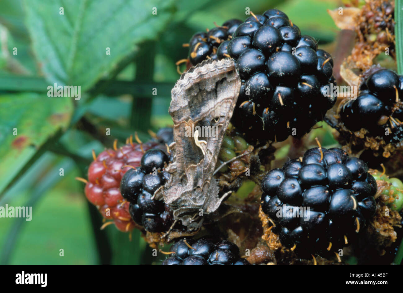 Silver Y moth (Autographa gamma) on fruit of a blackberry bramble ...