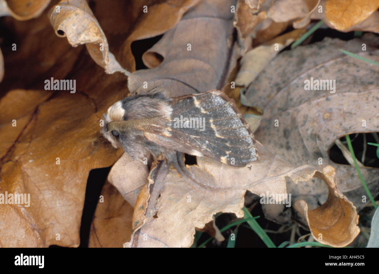 December moth, male (Poecilocampa populi Stock Photo - Alamy