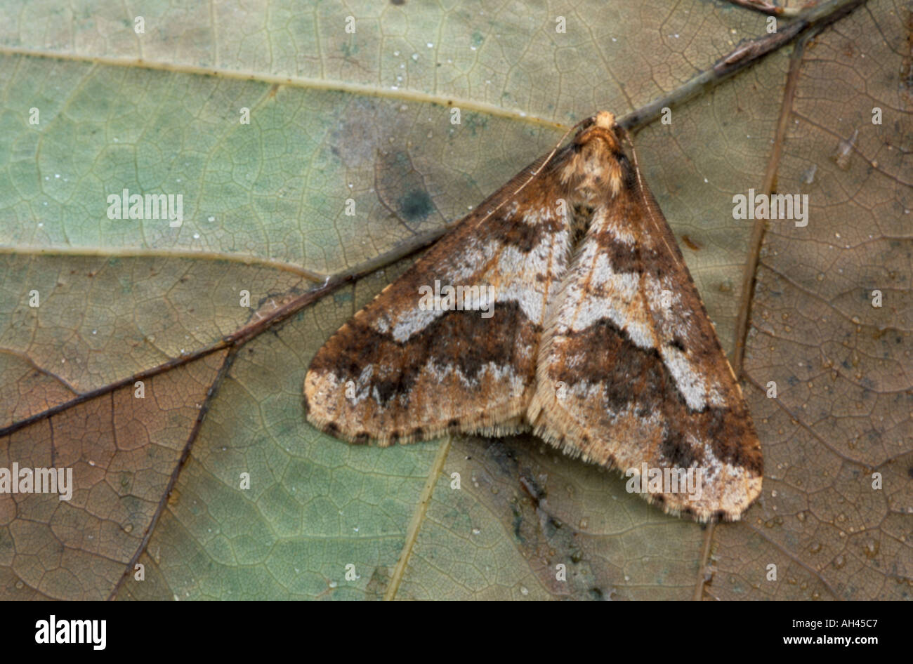 Mottled umber moth (Erannis defoliaria Stock Photo - Alamy
