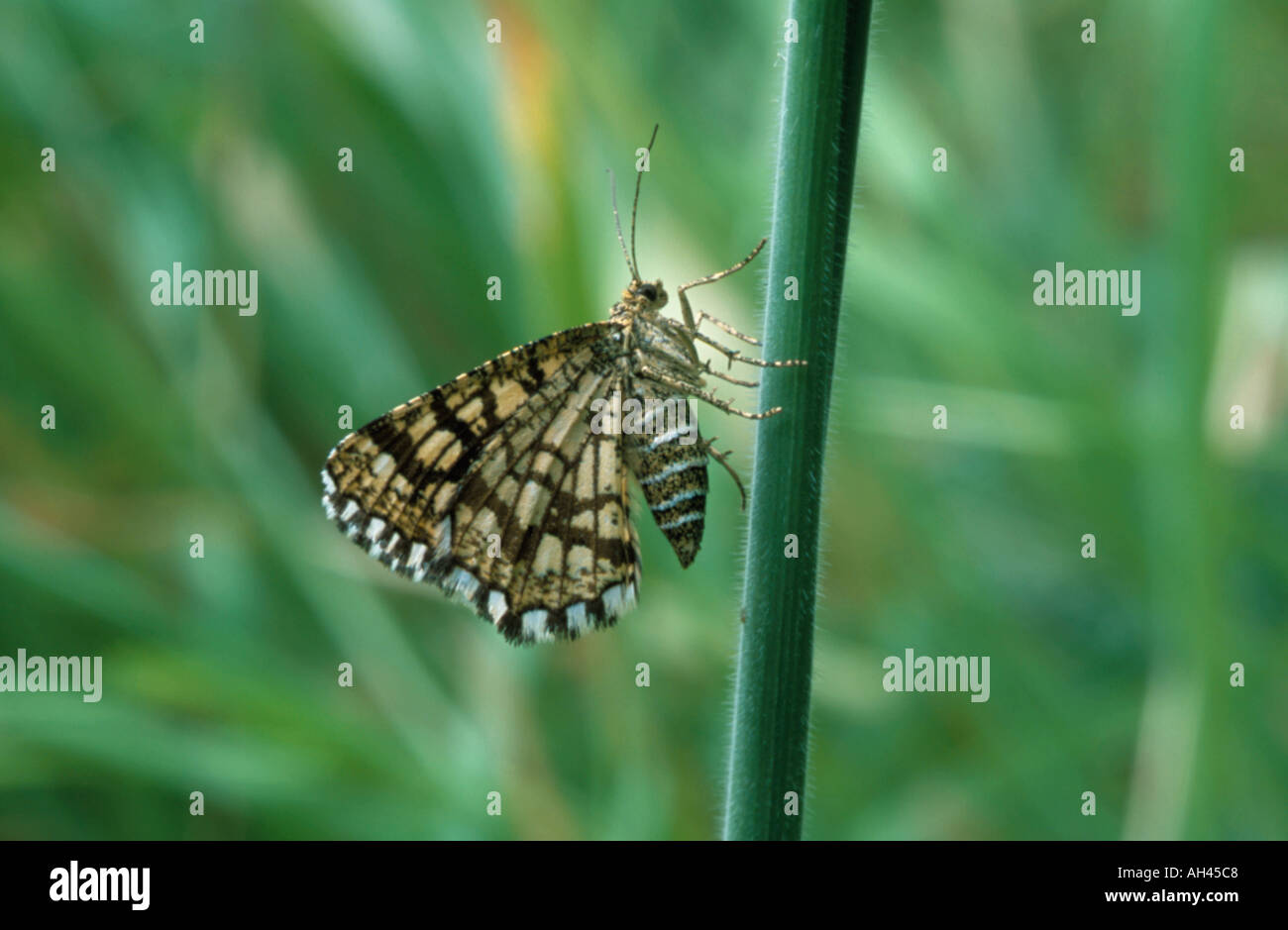 Latticed Heath Moth High Resolution Stock Photography and Images - Alamy