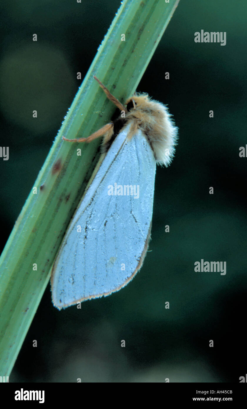 Male ghost moth hi-res stock photography and images - Alamy