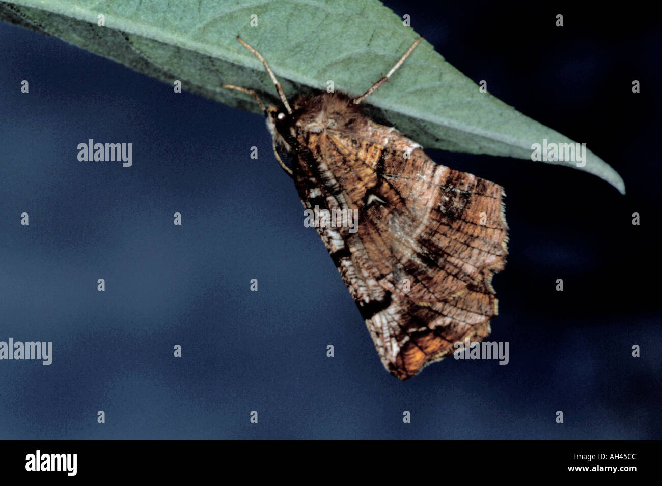 Purple thorn moth (Selenia tetralunaria Stock Photo - Alamy