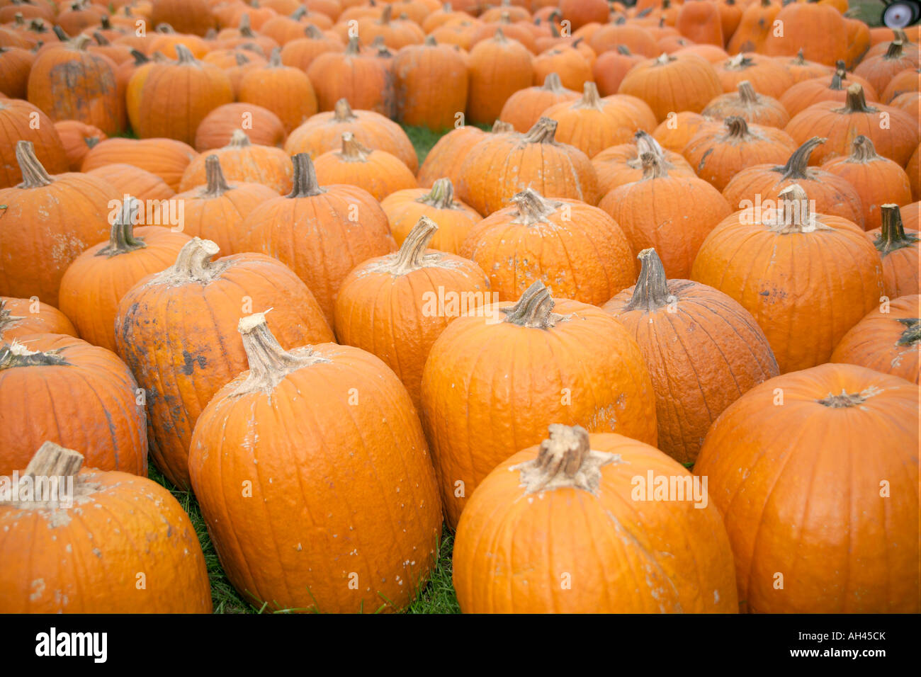 Pumpkins during the Fall Harvest Stock Photo - Alamy
