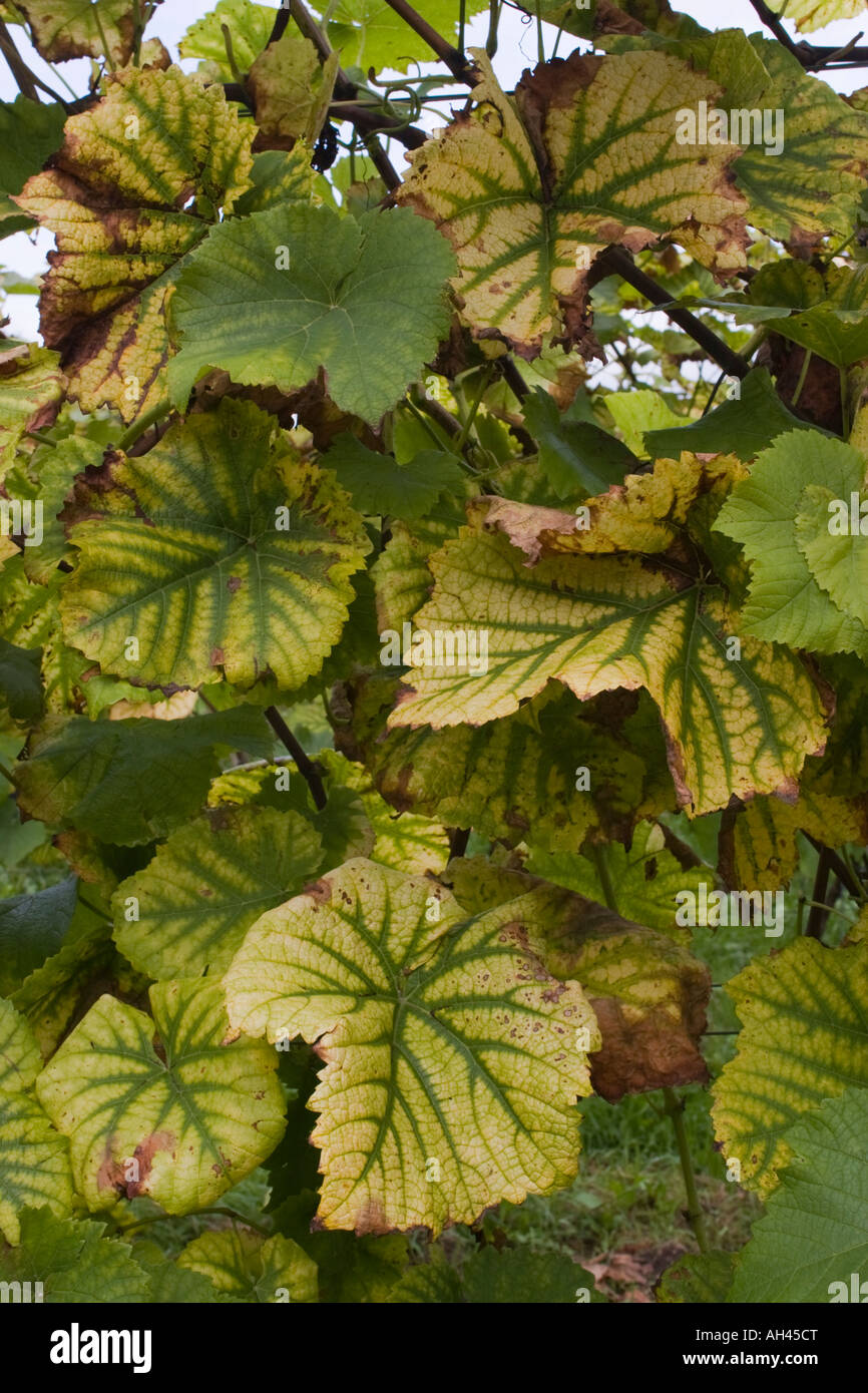 Grapevine leafs in fall, Vitis vinifera Stock Photo - Alamy