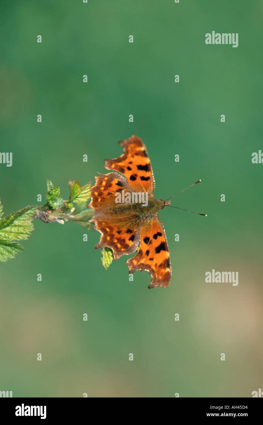 Comma butterfly (Polygonia c album Stock Photo - Alamy