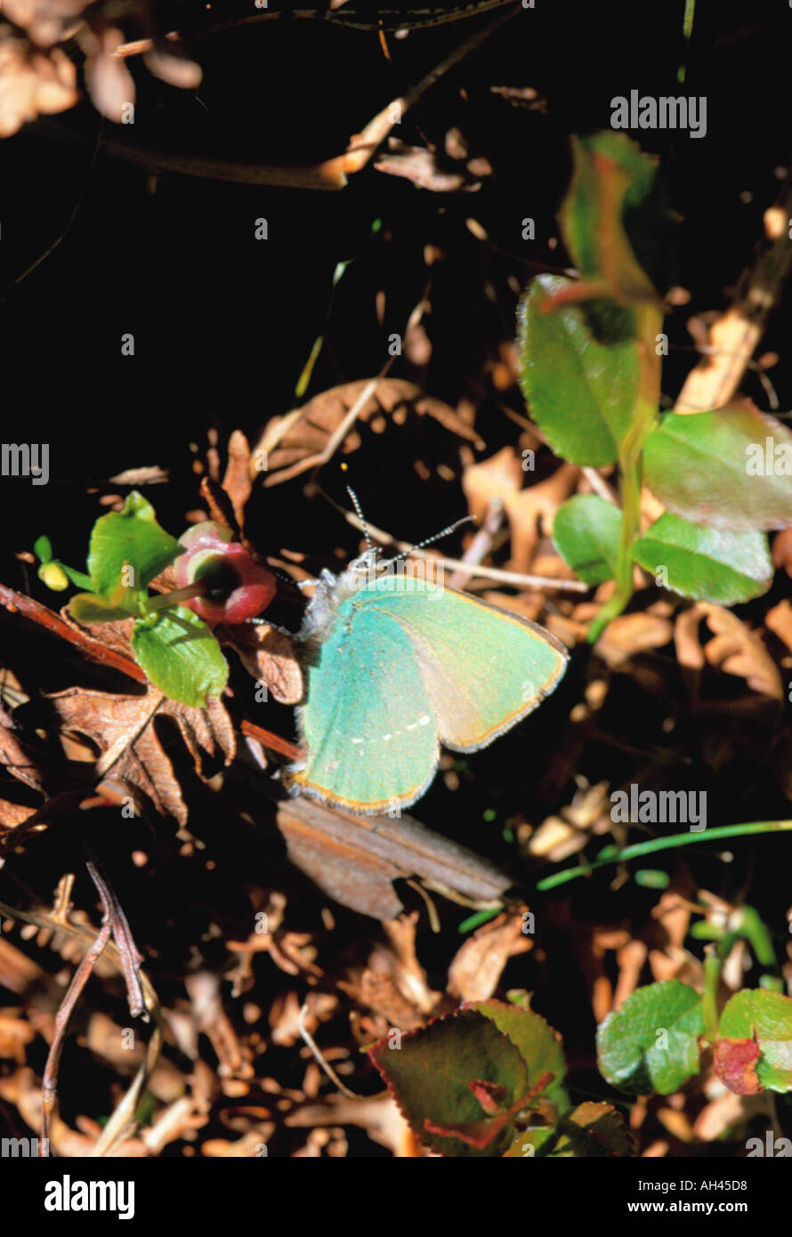 American green butterfly hi-res stock photography and images - Alamy