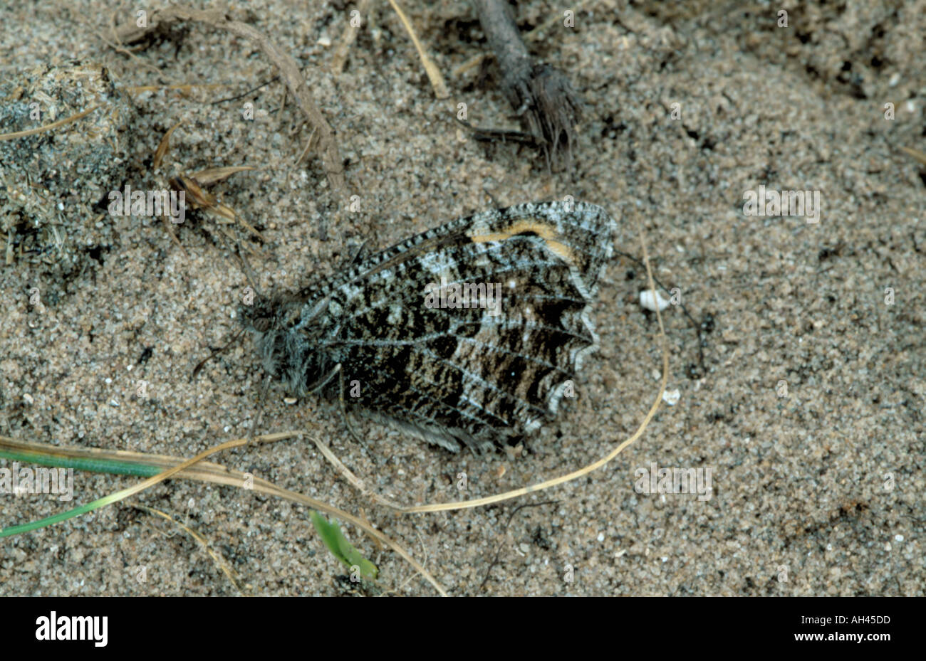 Grayling butterfly (Hipparchia semele Stock Photo - Alamy