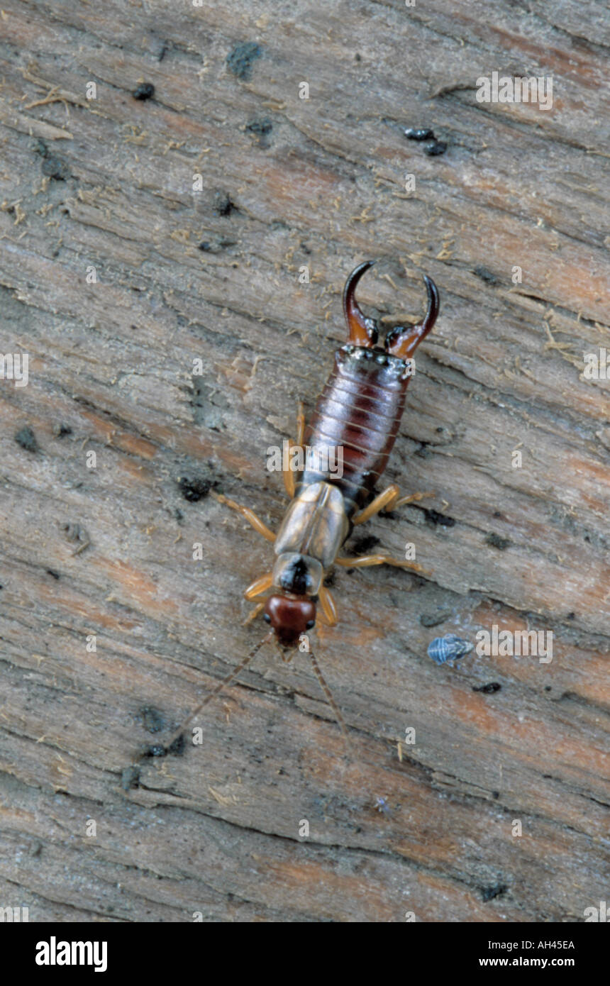 Common Earwig (Forficula auricularia Stock Photo - Alamy