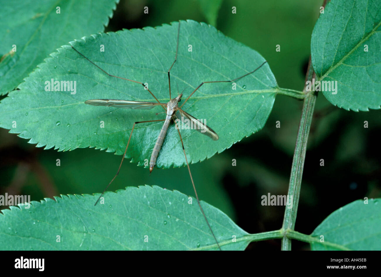 Crane fly, also commonly known as "Daddy Longlegs" (Tipula maxima Stock ...