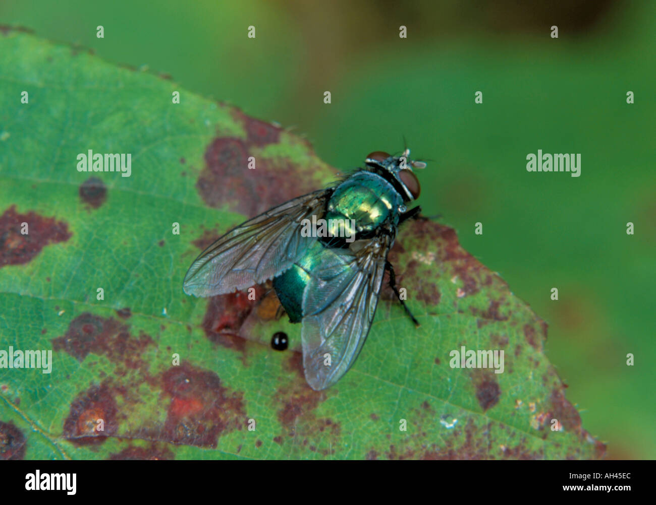 Greenbottle fly lucilia caesar flying hi-res stock photography and ...
