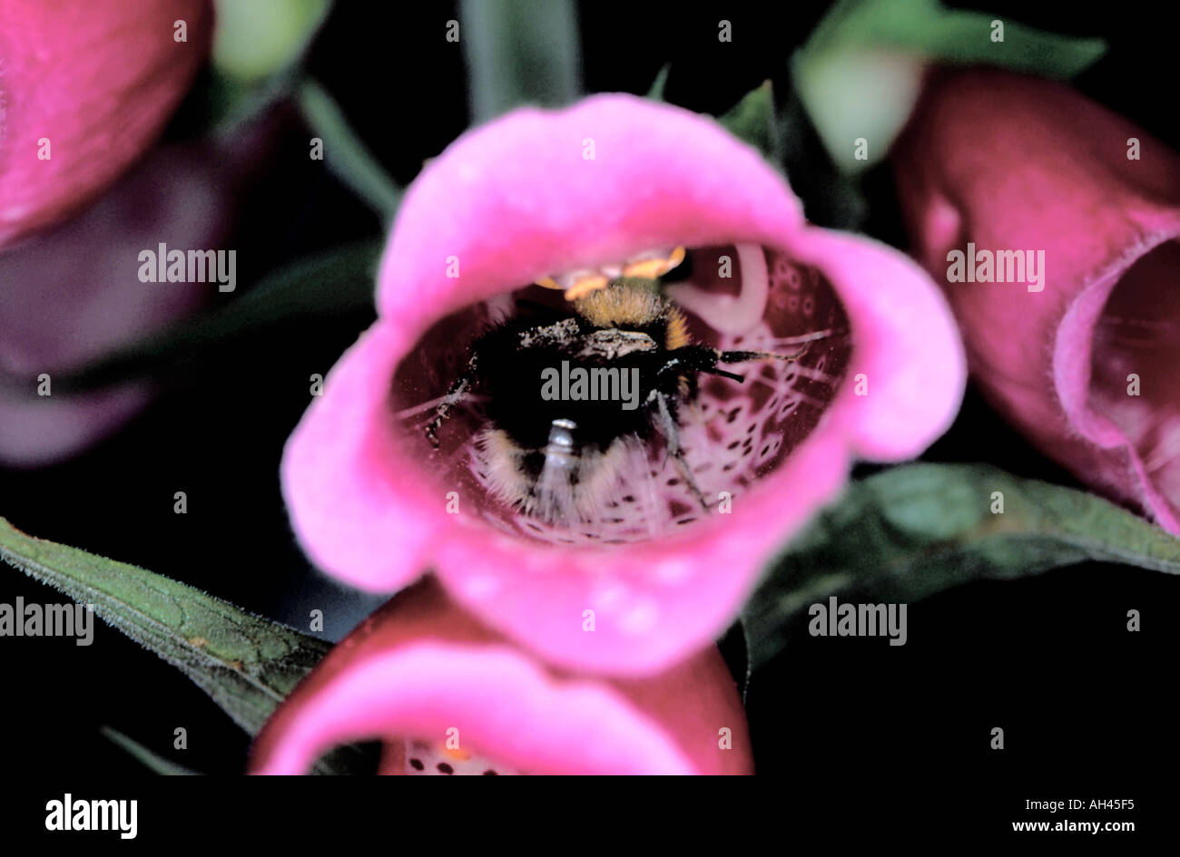 White tailed bumble bee (Bombus lucorum) visiting a foxglove Stock ...