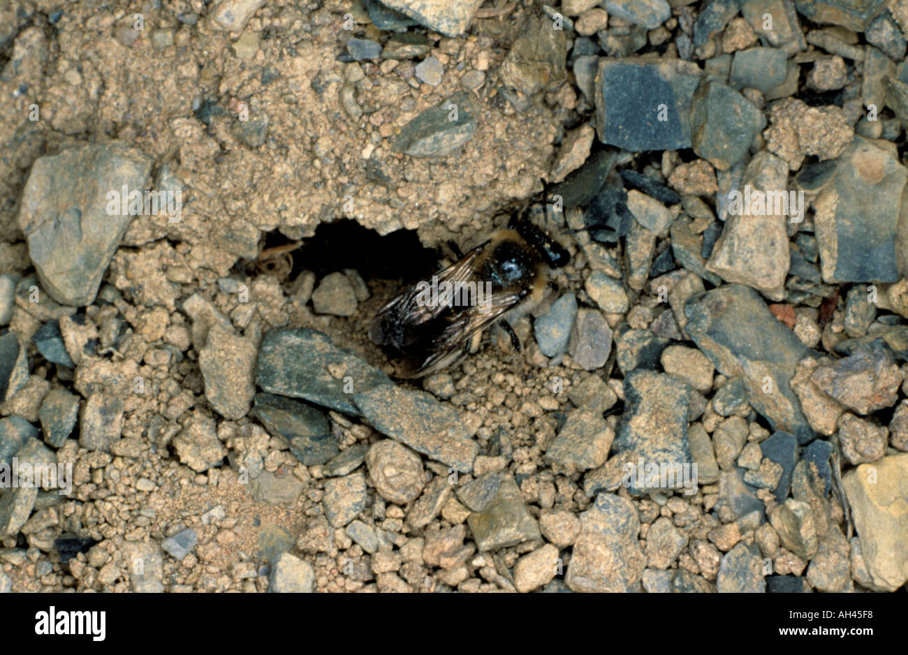 Mining bee emerging from its tunnel Stock Photo - Alamy